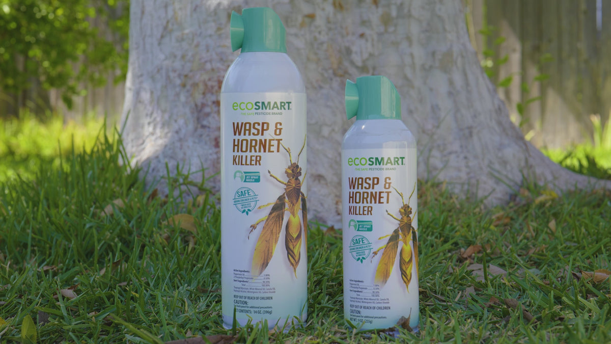 Wasp & Hornet Killer – 14 oz Aerosol – EcoSMART a div. of the Kittrich ...